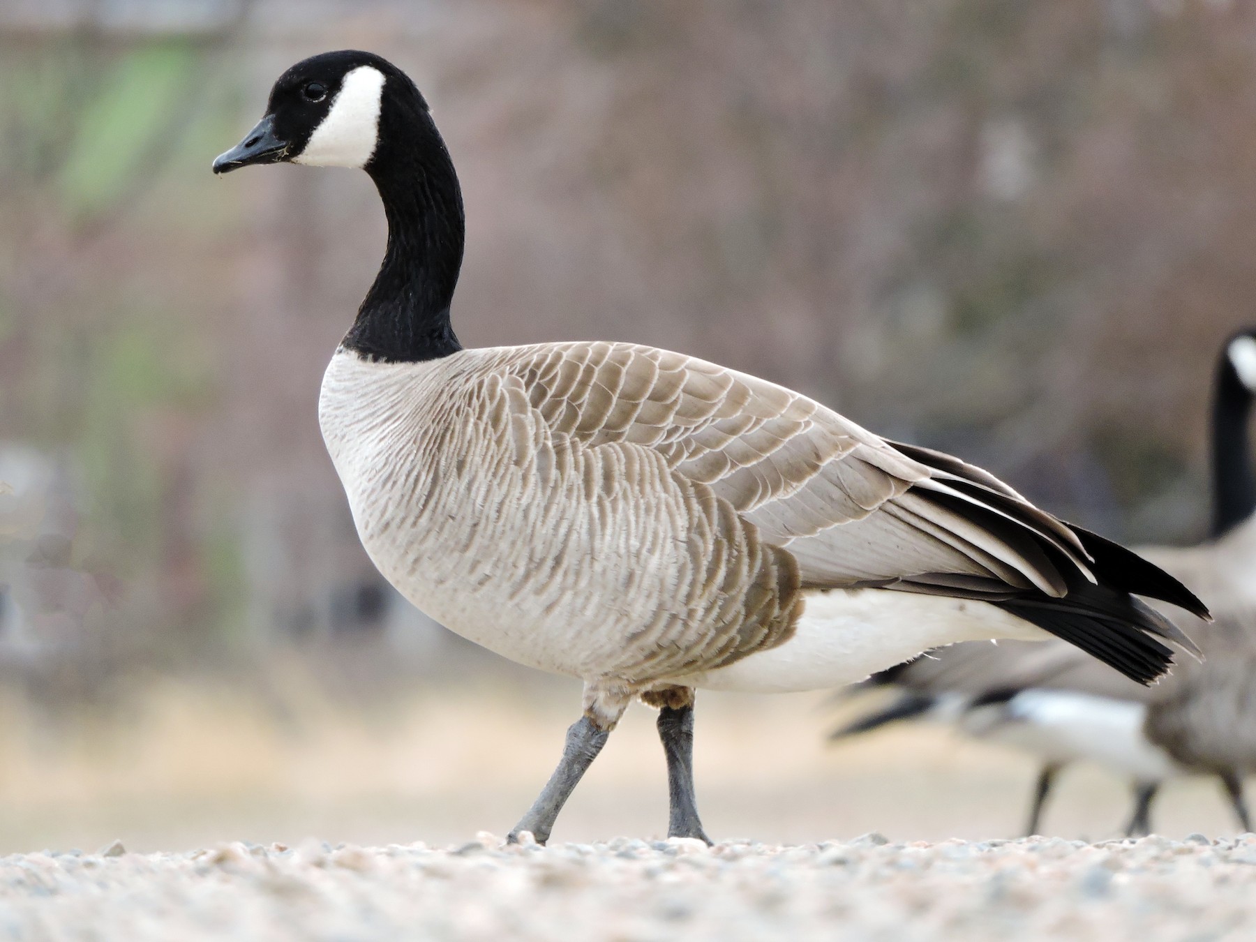 Cackling Goose - eBird