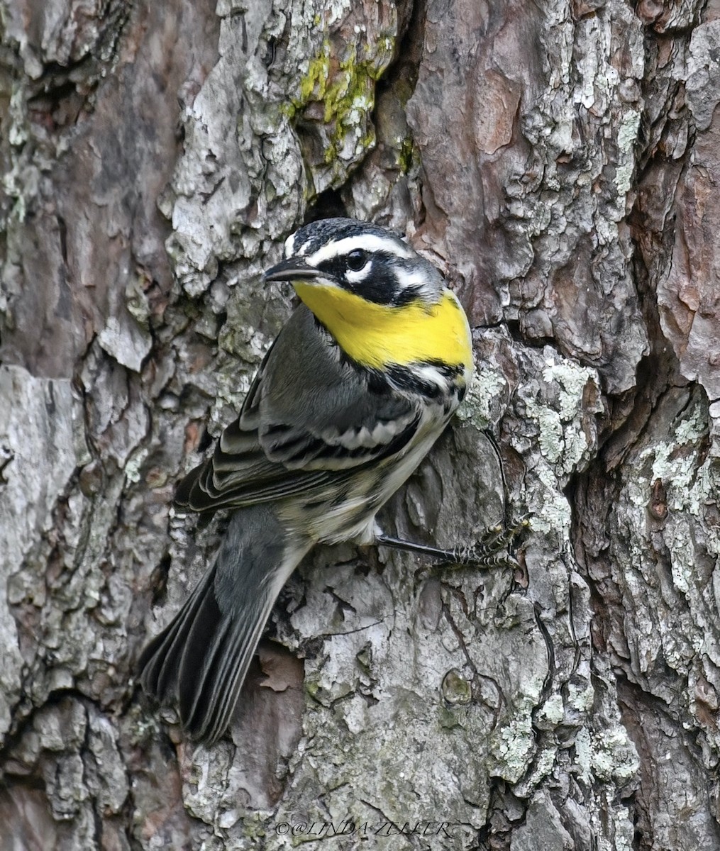 eBird Checklist - 1 Aug 2023 - The Forest of Friendswood - 1 species