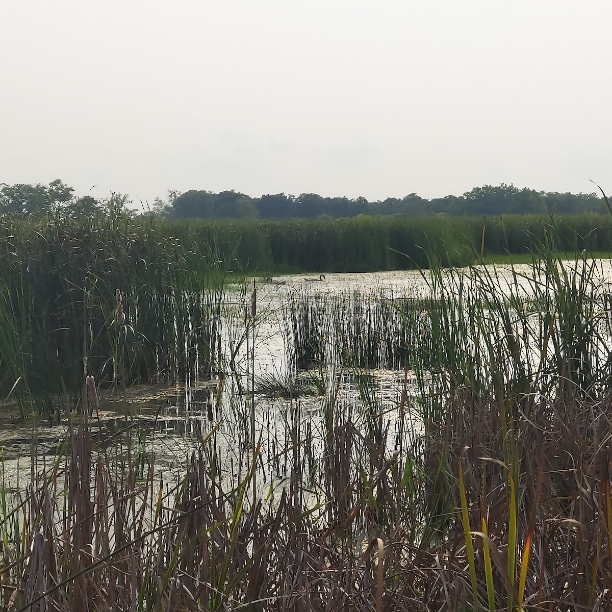 eBird Checklist - 1 Aug 2023 - Battelle Darby Creek Metro Park--Darby ...