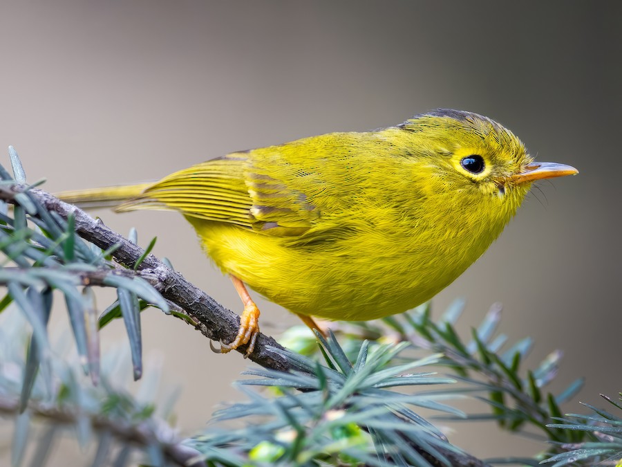 Whistler's Warbler - eBird