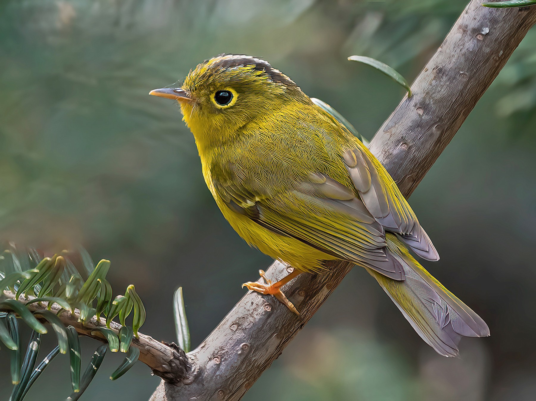 Whistler's Warbler - eBird