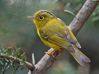 Whistler's Warbler - eBird