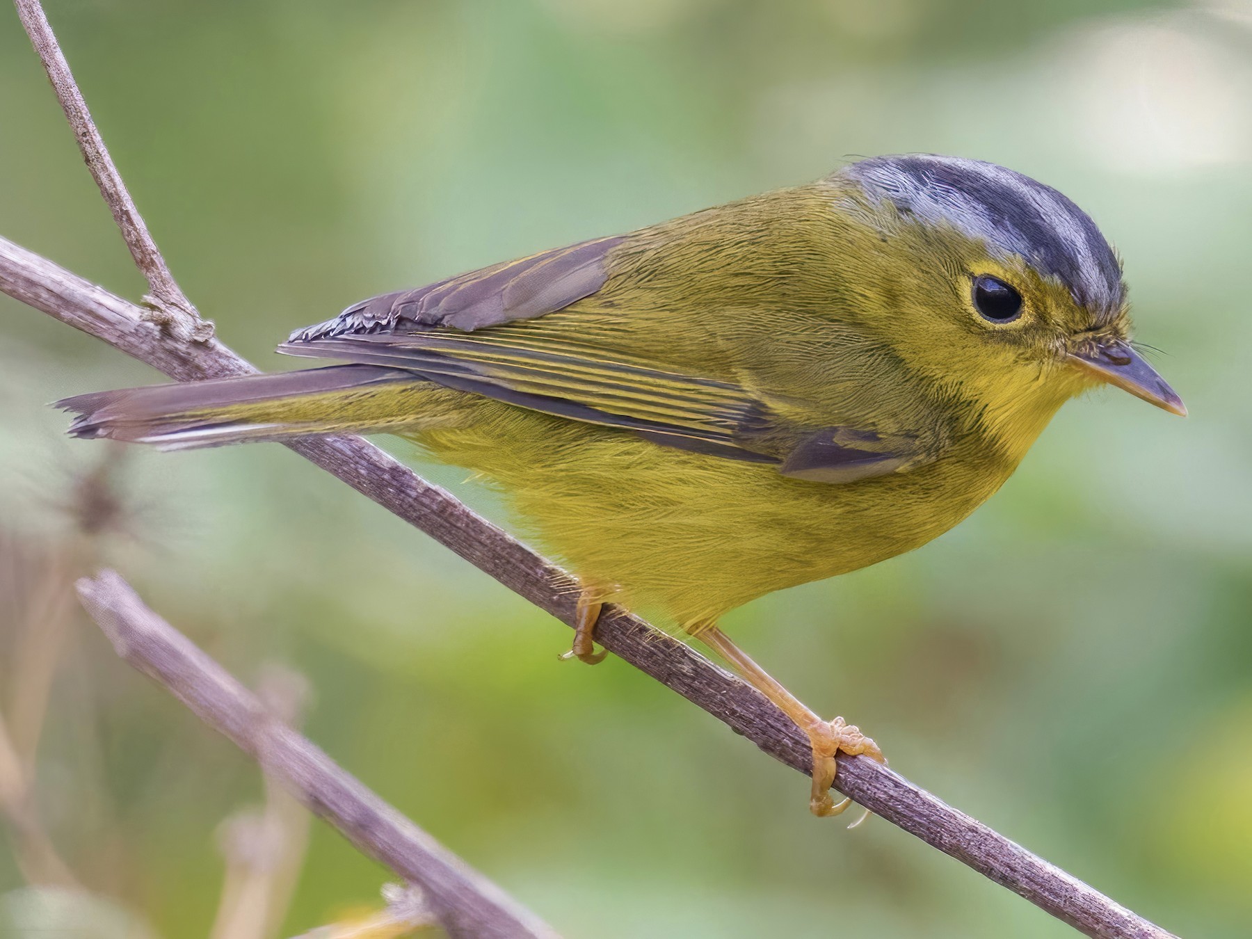 Gray-crowned Warbler - eBird