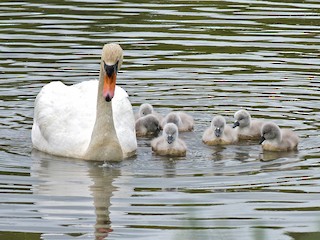 Mute Swan - eBird
