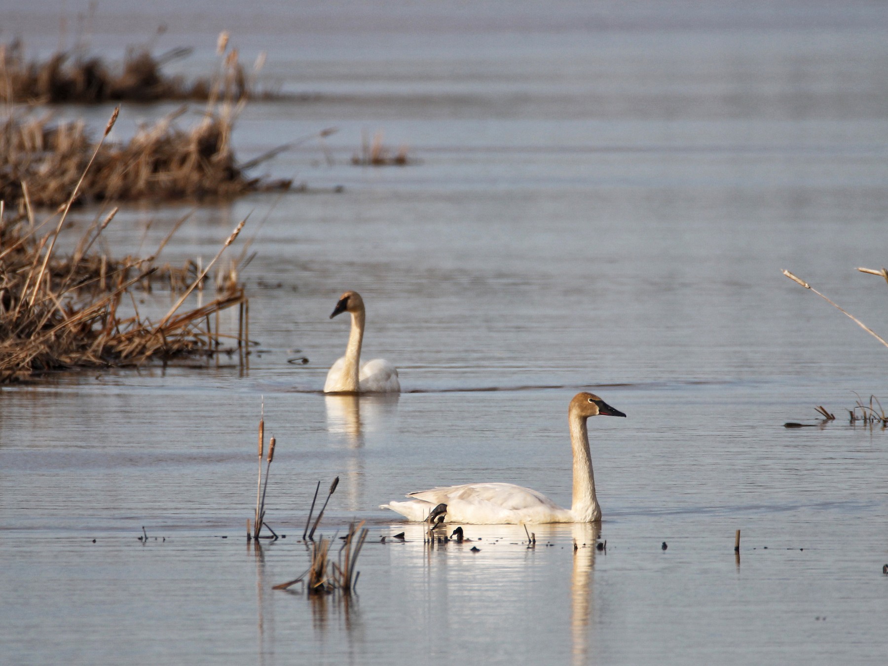 Trumpeter Swan - eBird