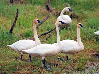 Trumpeter Swan - eBird