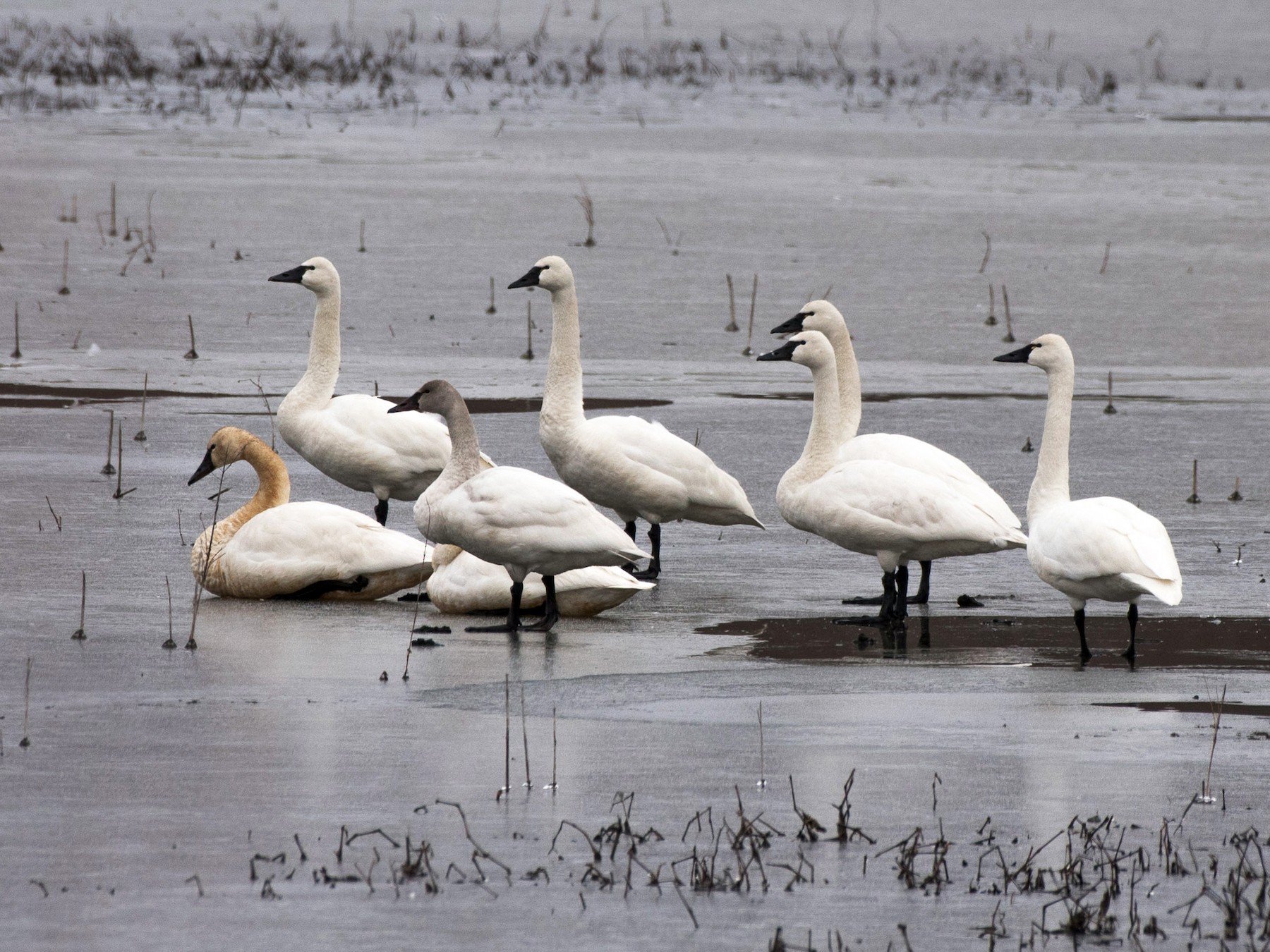 Tundra Swan - eBird