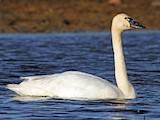 Tundra Swan - Abundance animation - eBird Status and Trends