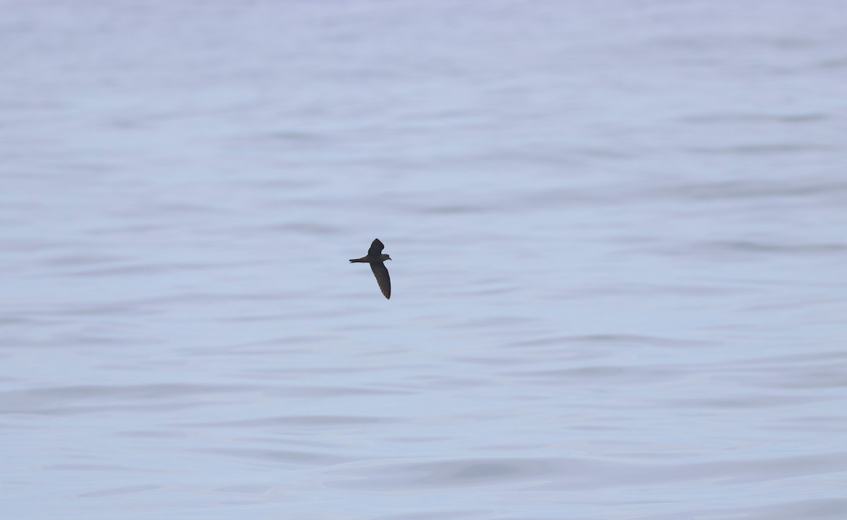 eBird Checklist - 30 Jul 2023 - 宜蘭--南方澳-東澳-南澳海域(Yilan--Nanfang'ao, Dong ...