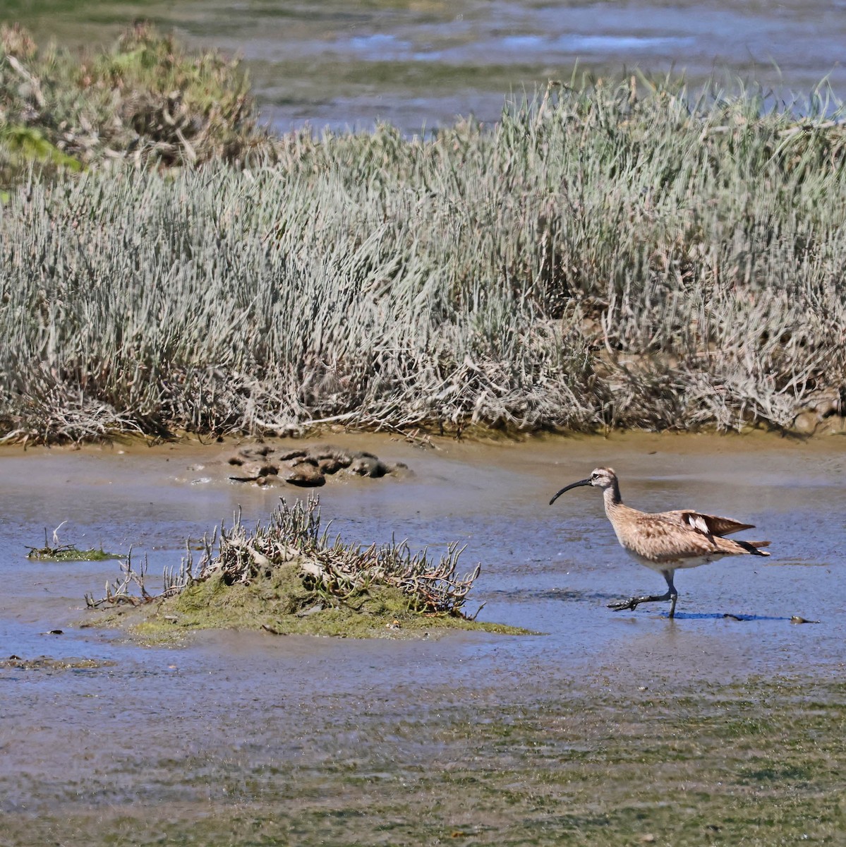 eBird Checklist - 1 Aug 2023 - Padilla Bay Trail. Bayview Wa - 2 species