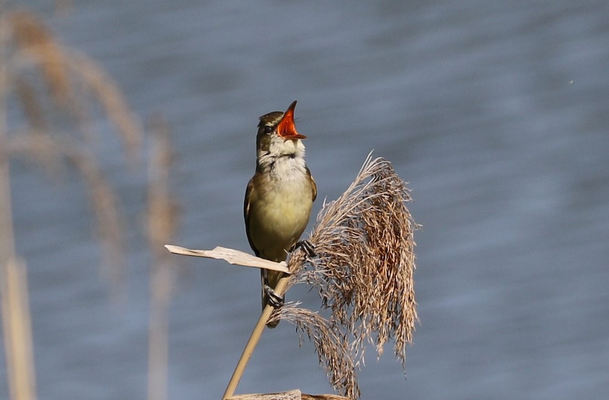 eBird Checklist - 20 May 2019 - 袖ヶ浦市--袖ヶ浦公園 (Sodegaura--Sodegaura Park ...