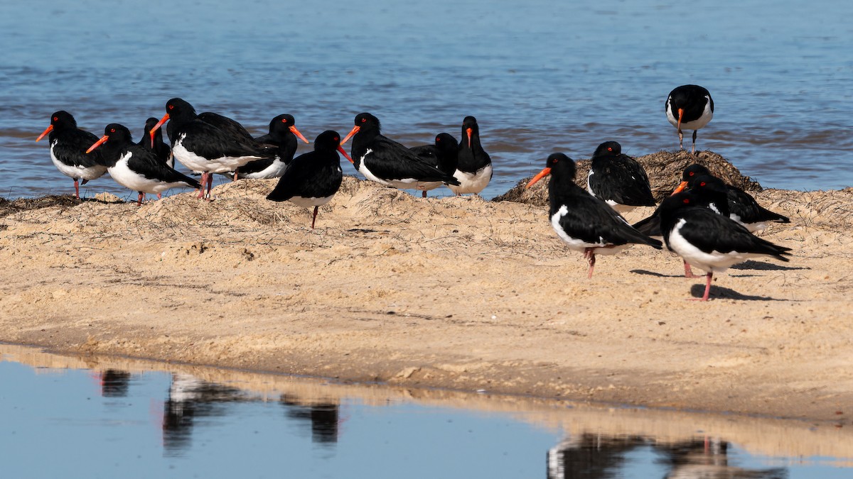 eBird Australia Checklist - 2 Aug 2023 - Stockyard Point - 45 species