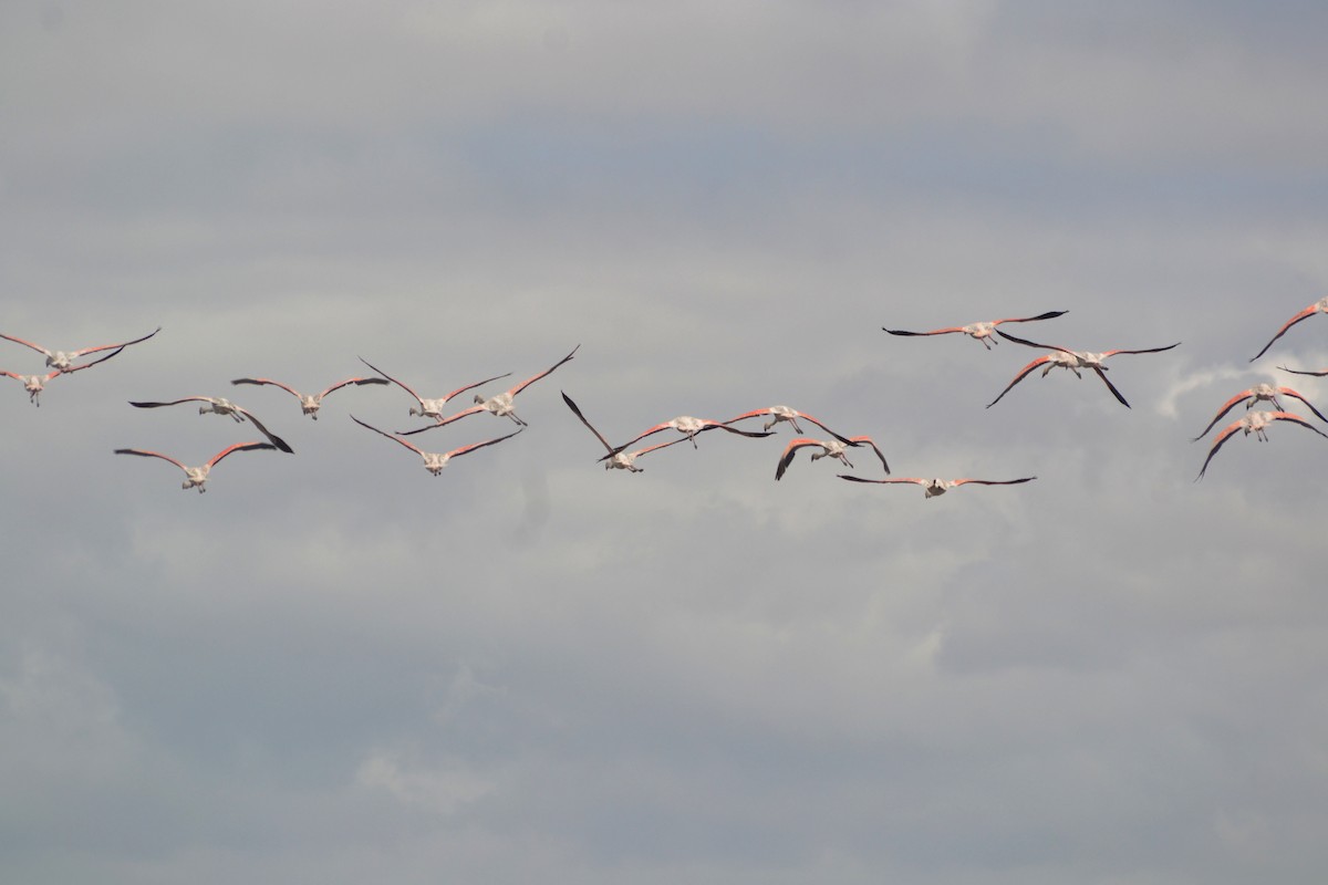 eBird Portugal Checklist - 2 Aug 2023 - Sapal de Alhos Vedros - 55 species