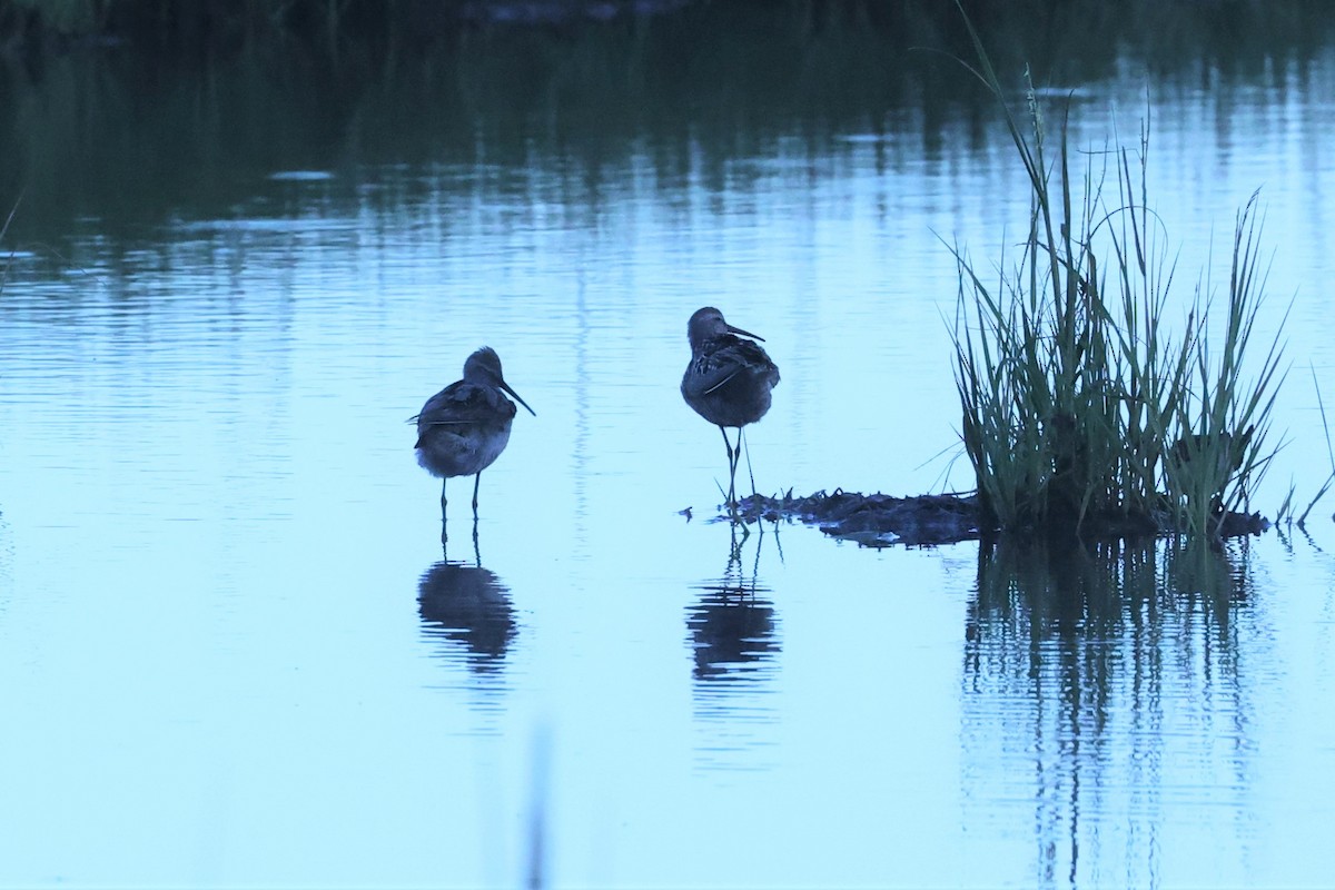 eBird Checklist - 30 Jul 2023 - Hampton Salt Marsh Conservation Area ...