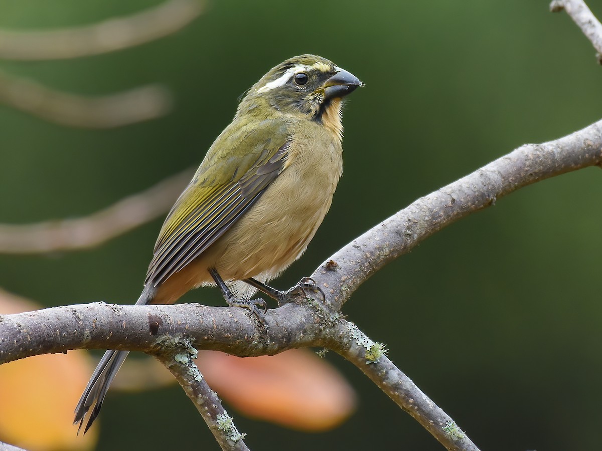 Thick-billed Saltator - Saltator maxillosus - Birds of the World