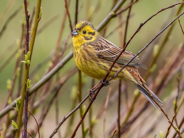 Yellowhammer