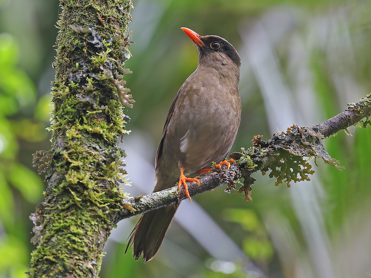 Sulawesi Thrush - Turdus turdoides - Birds of the World