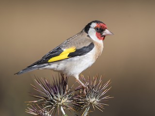 European Goldfinch - Carduelis carduelis - Birds of the World
