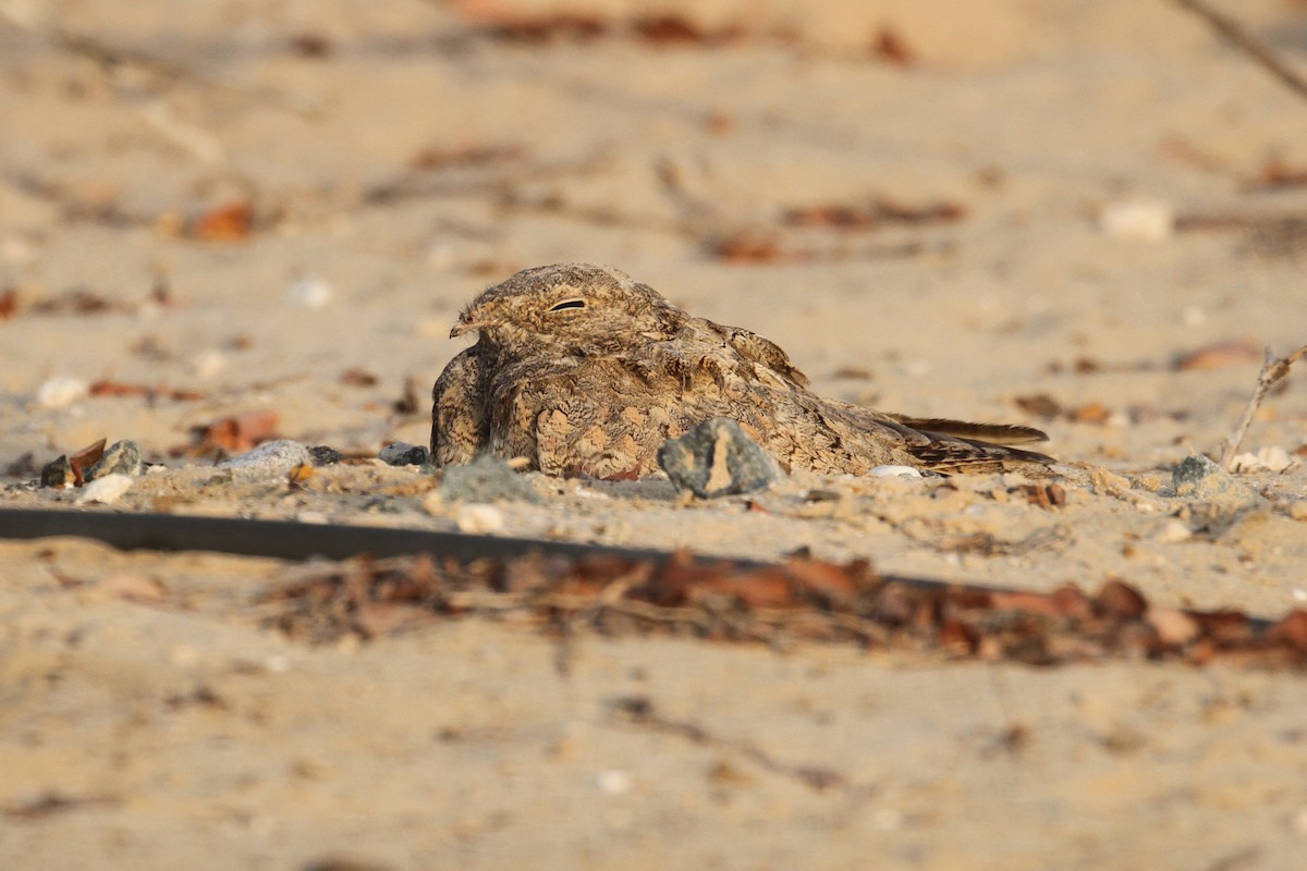 eBird Checklist - 30 Jul 2023 - Al Maha Forest--Pivot Fields (no access ...