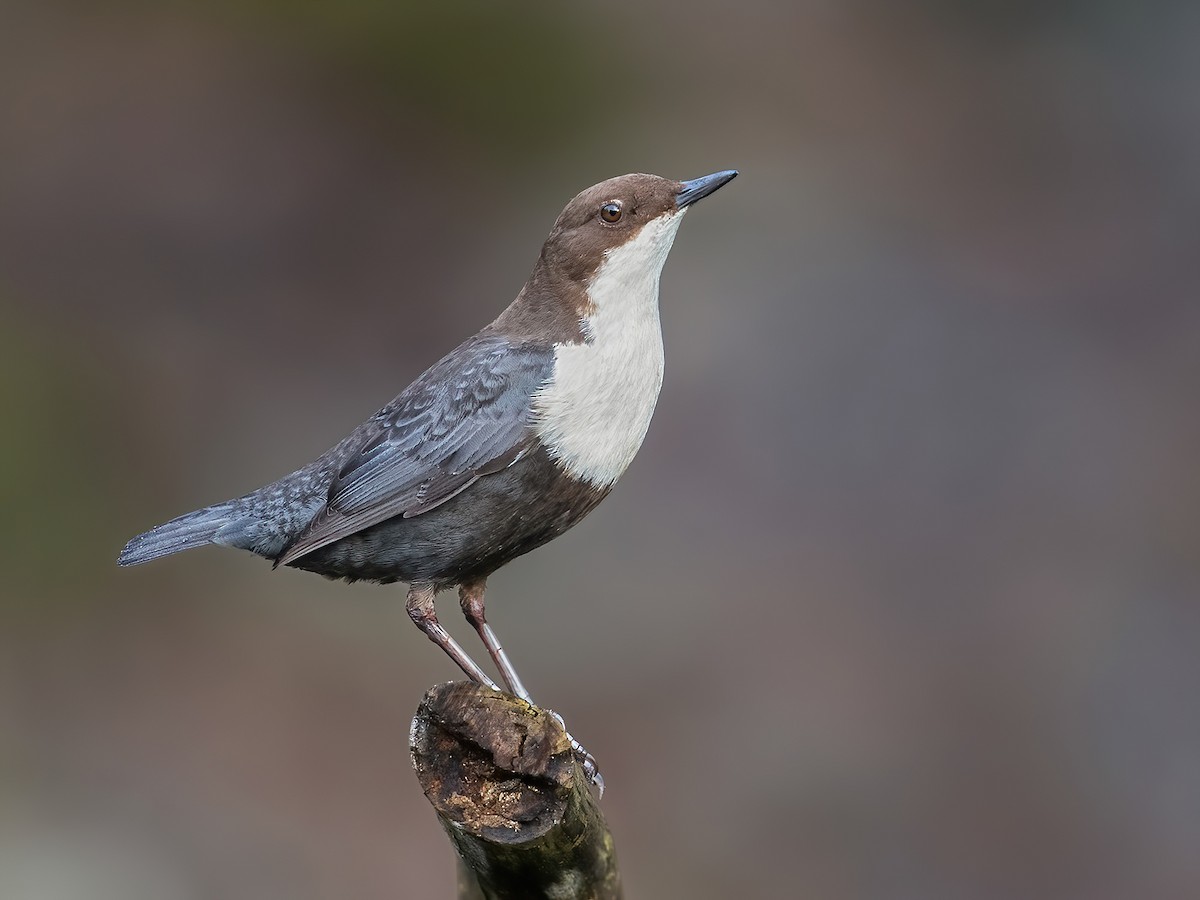 White-throated Dipper - Cinclus cinclus - Birds of the World
