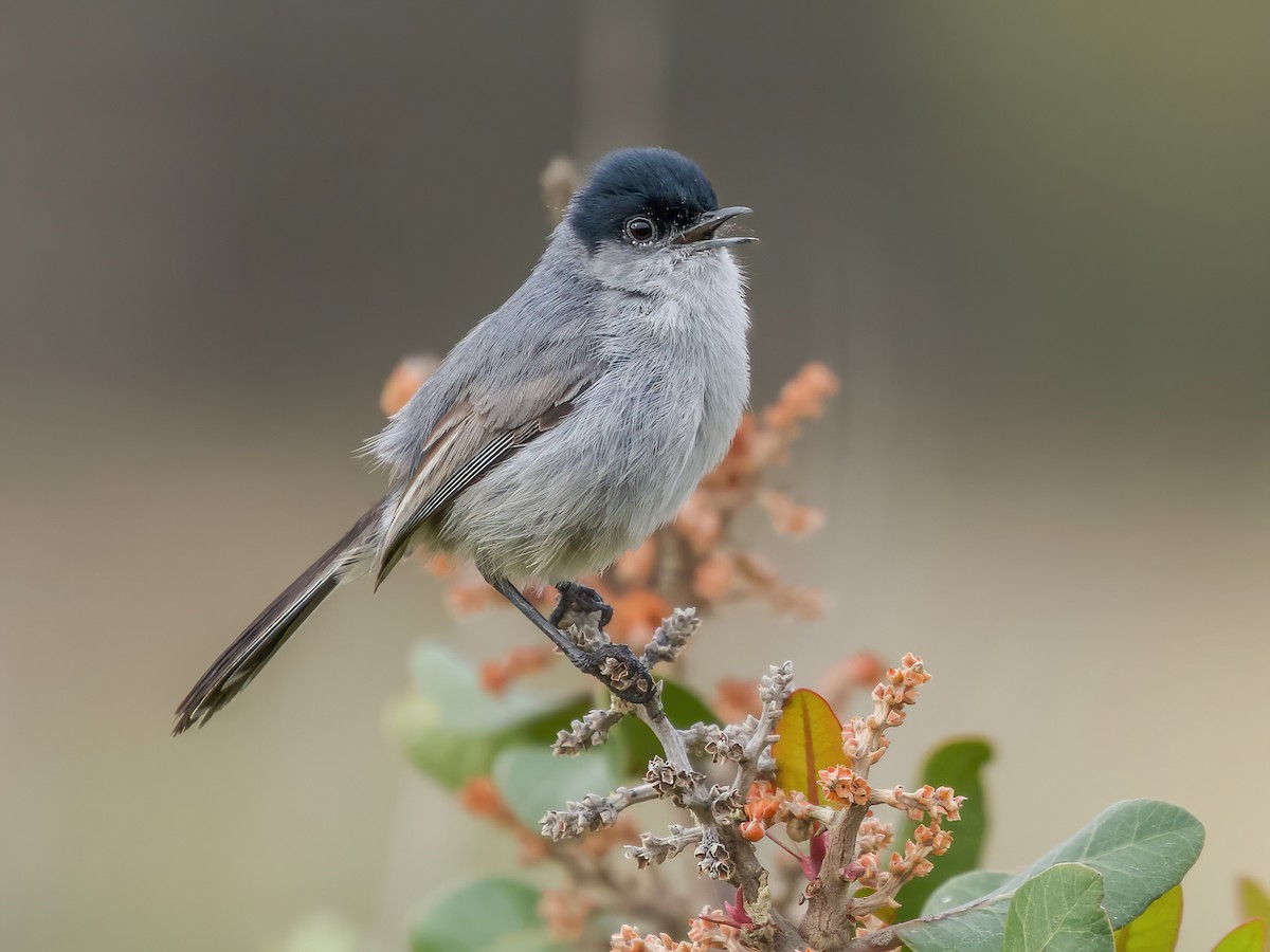 California Gnatcatcher - Polioptila californica - Birds of the World