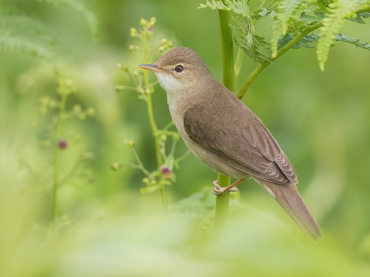 Marsh Warbler - Acrocephalus palustris - Birds of the World