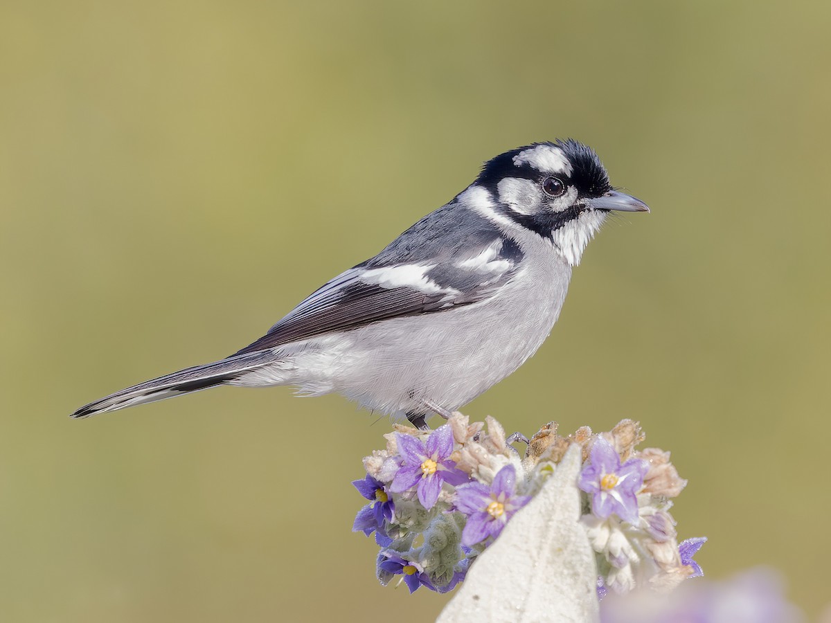 White-eared Monarch - Carterornis leucotis - Birds of the World