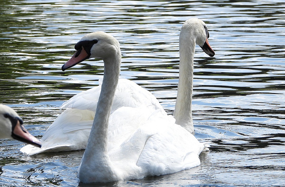 eBird Checklist - 3 Aug 2023 - Roundhay Park--Waterloo Lake - 9 species