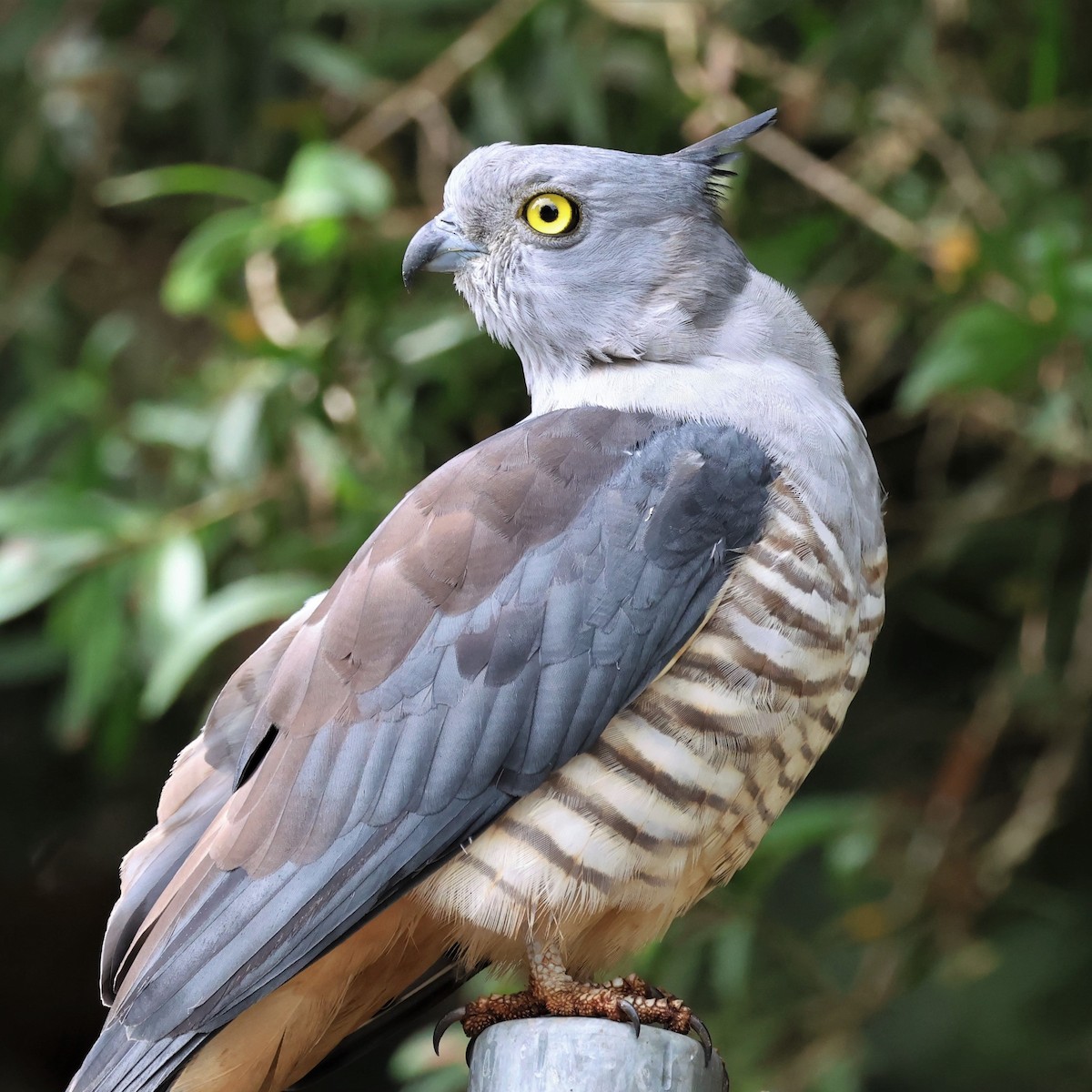 ML599934551 - Pacific Baza - Macaulay Library