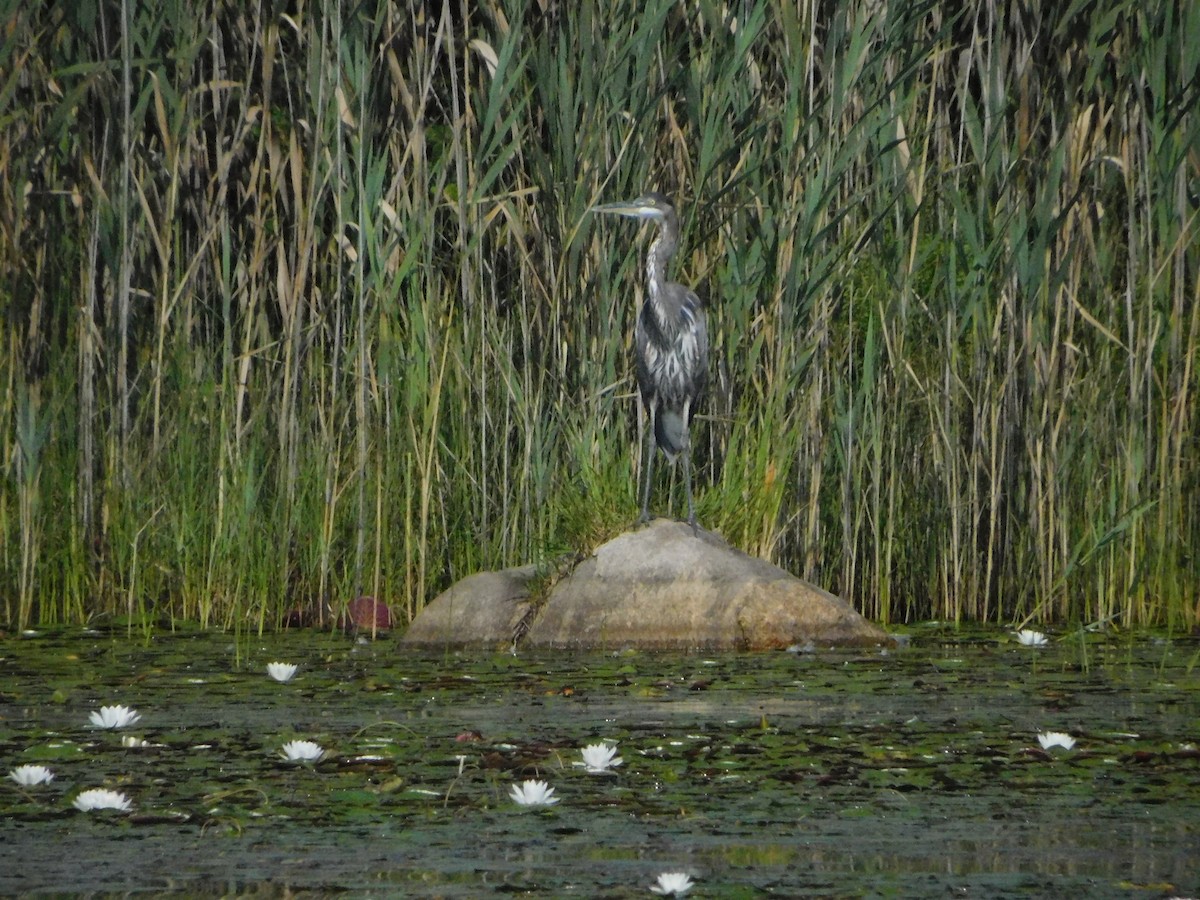eBird Checklist - 3 Aug 2023 - Trustom Pond NWR - 29 species
