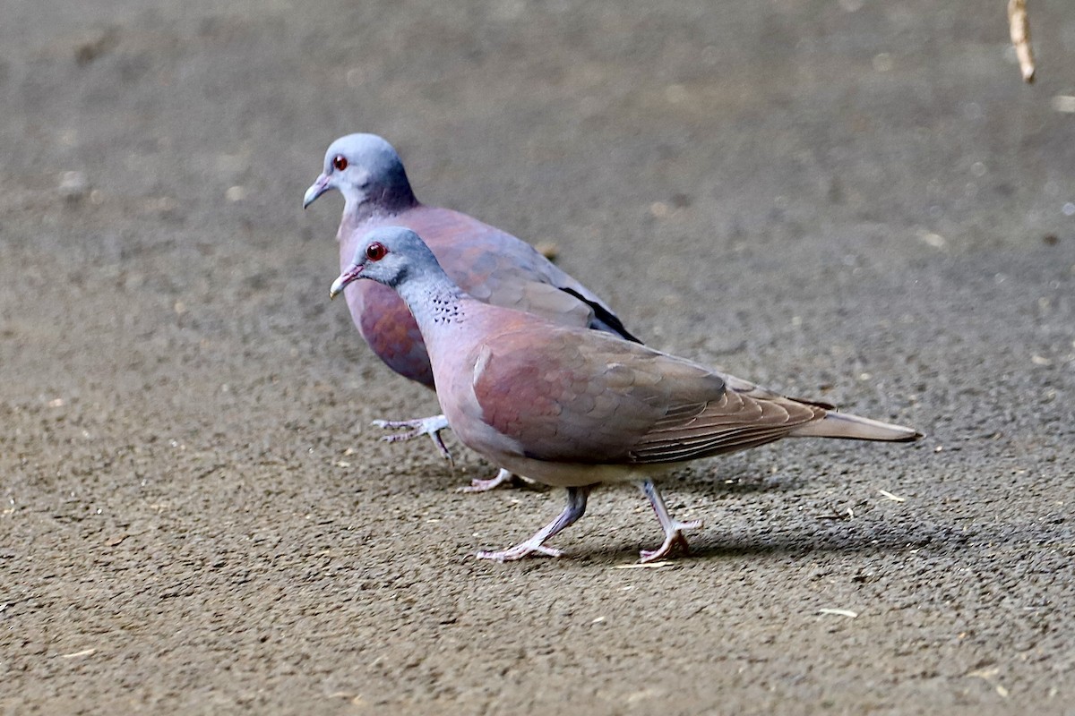 eBird Checklist - 3 Aug 2023 - Sir Seewoosagur Ramgoolam Botanical ...