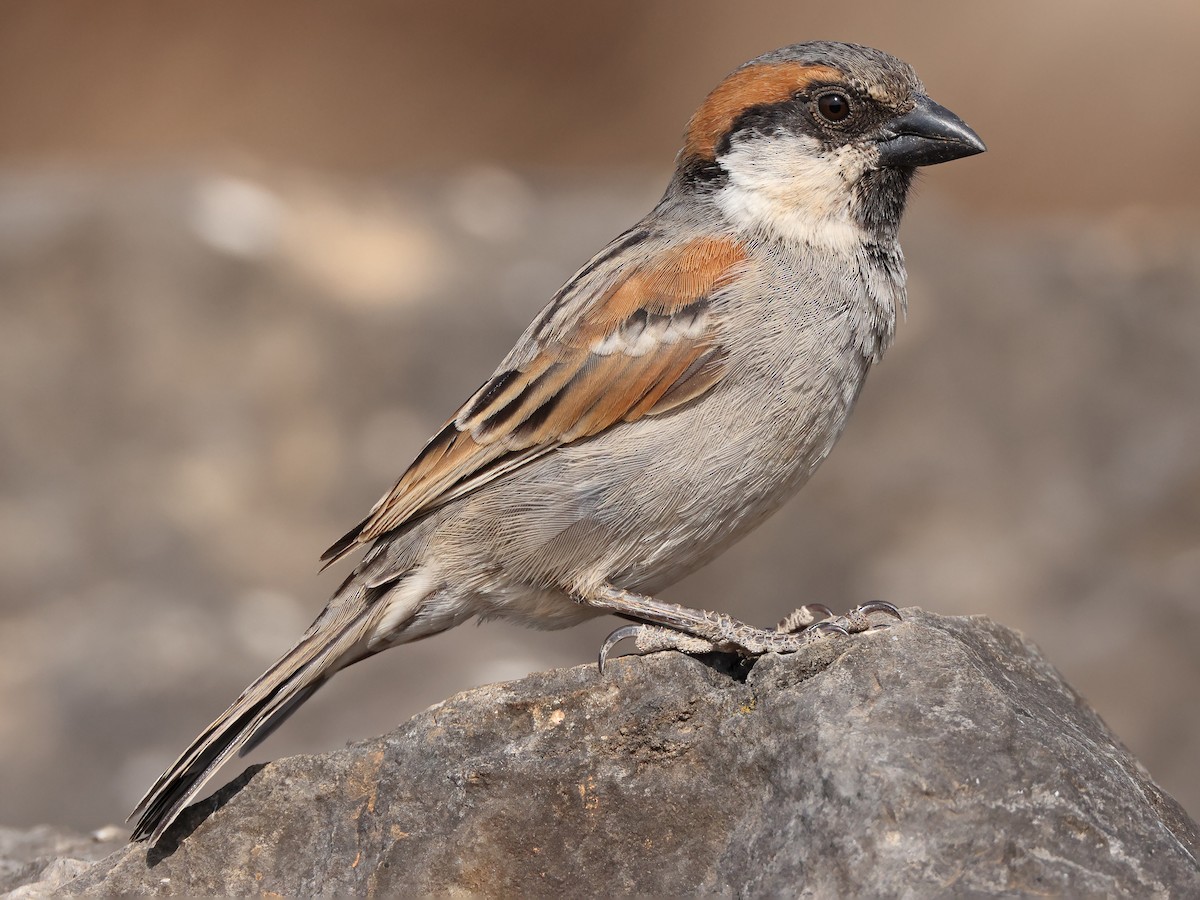 Socotra Sparrow - Passer insularis - Birds of the World