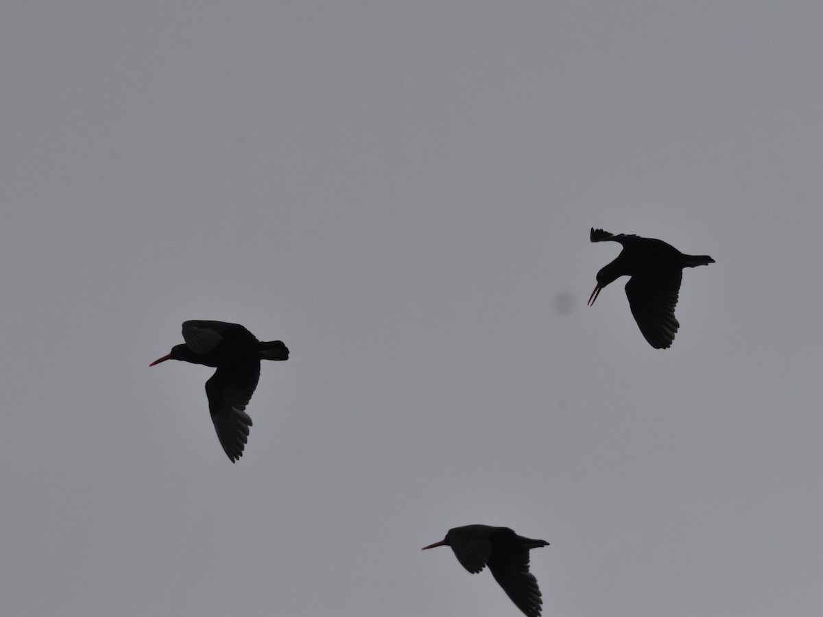 Mass Audubon eBird Checklist - 31 Jul 2023 - Alaska, US (59.745, -149. ...