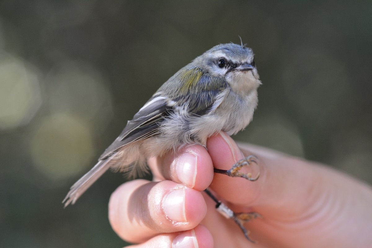 ML600000001 - Common Firecrest - Macaulay Library