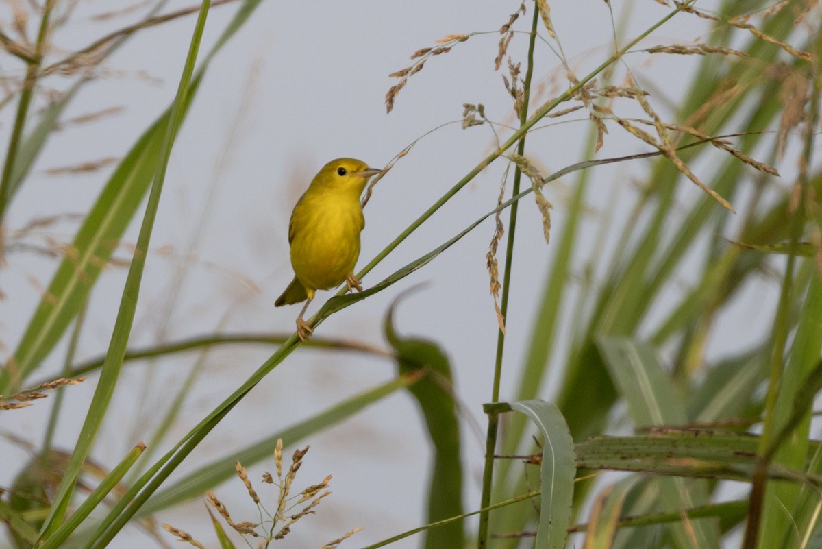 ML600009351 Yellow Warbler Macaulay Library