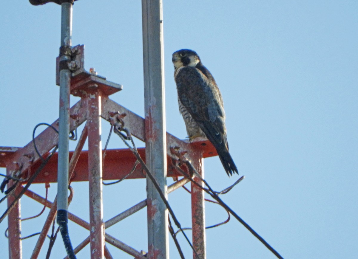 eBird Checklist - 3 Aug 2023 - Hartlen Point - 46 species