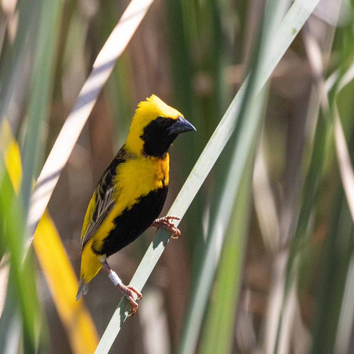 ML600052001 Yellow-crowned Bishop Macaulay Library