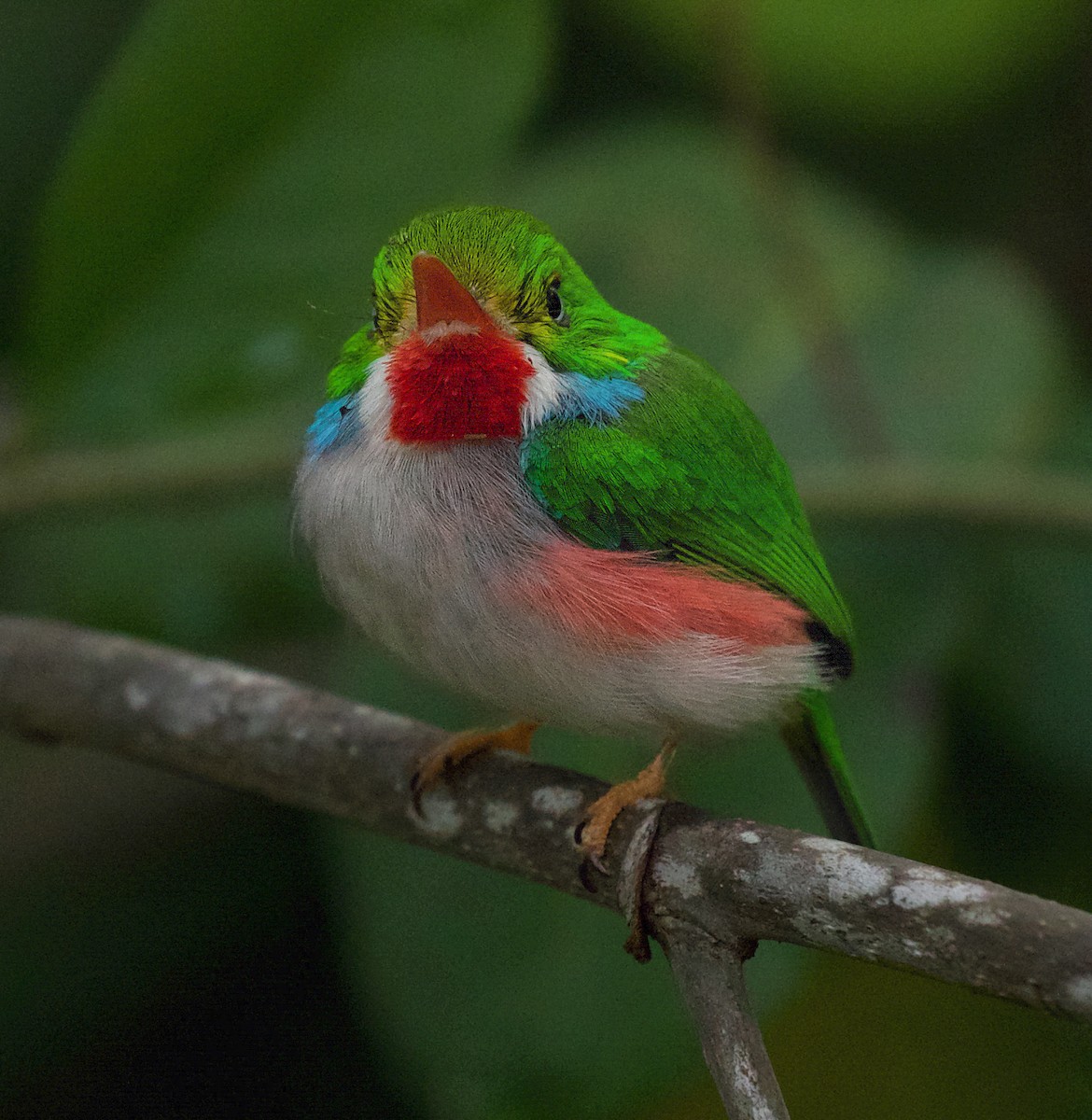 ML600090791 - Cuban Tody - Macaulay Library