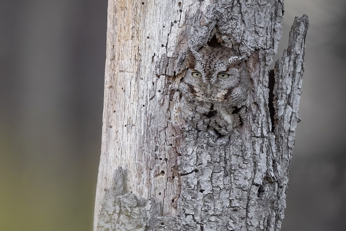 Eastern Screech Owl Camouflage