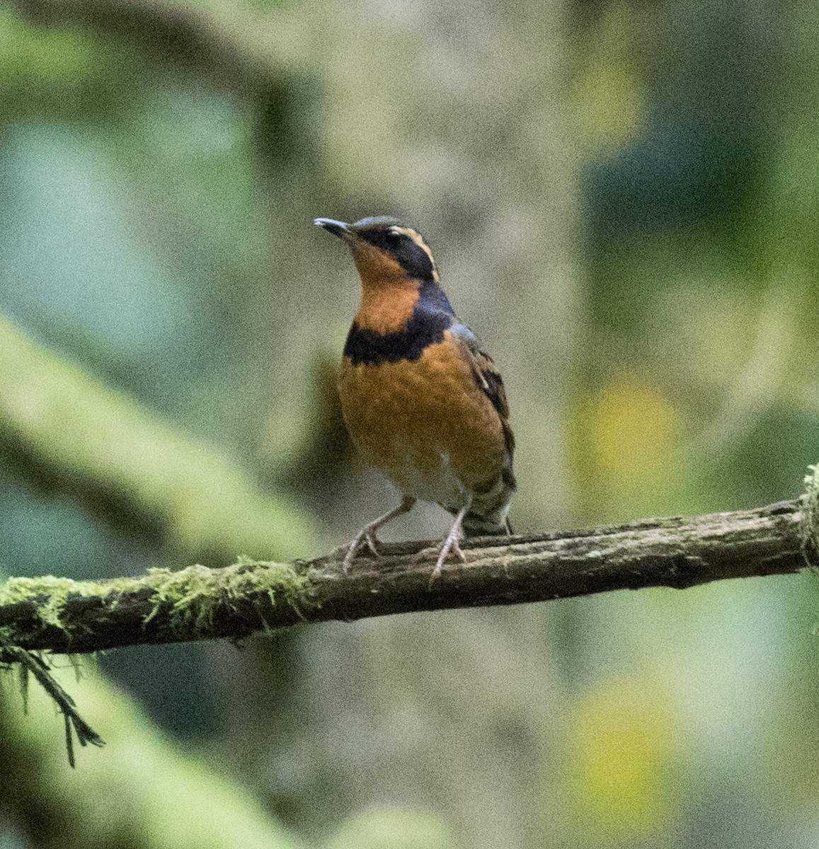eBird Checklist - 4 Oct 2019 - Osprey Park - 1 species