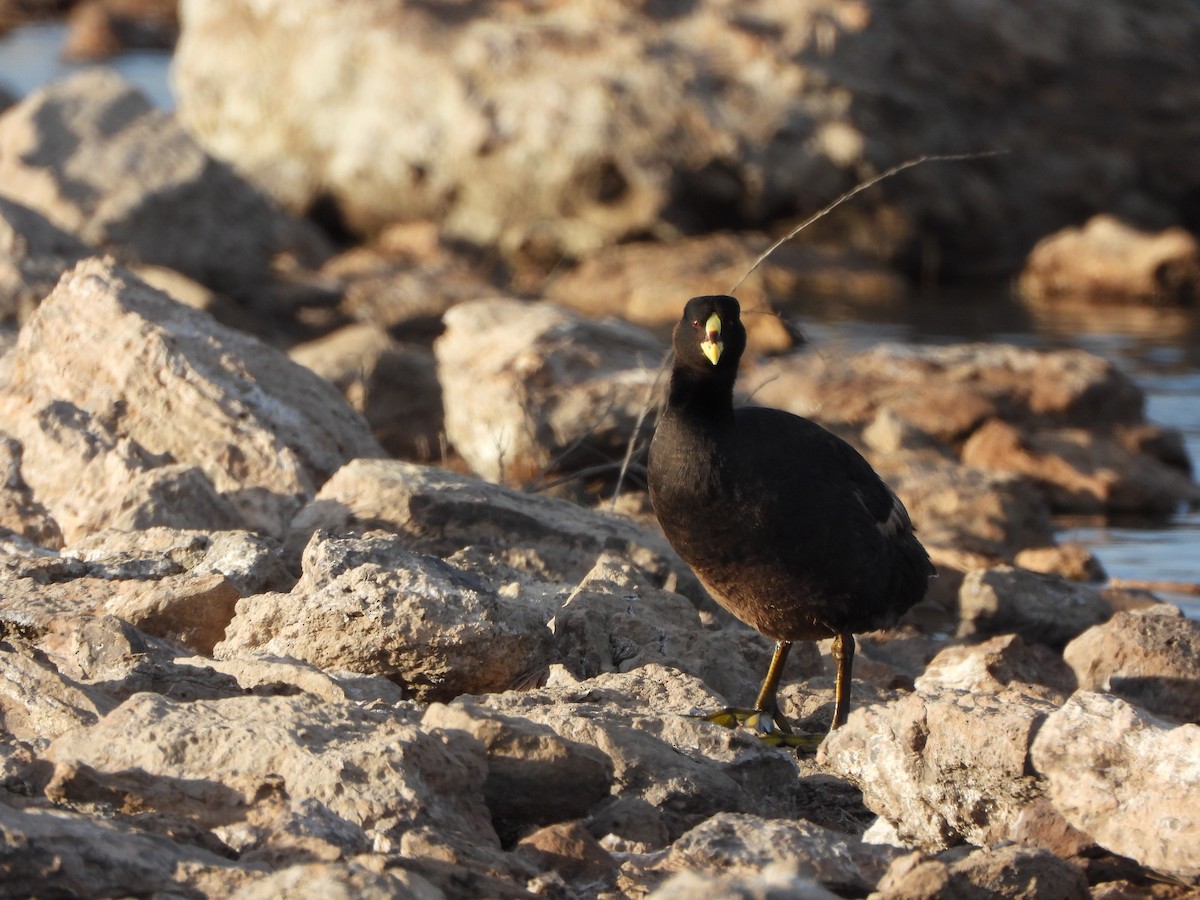 eBird Checklist - 30 Jul 2023 - camino rural El palenque - 37 species