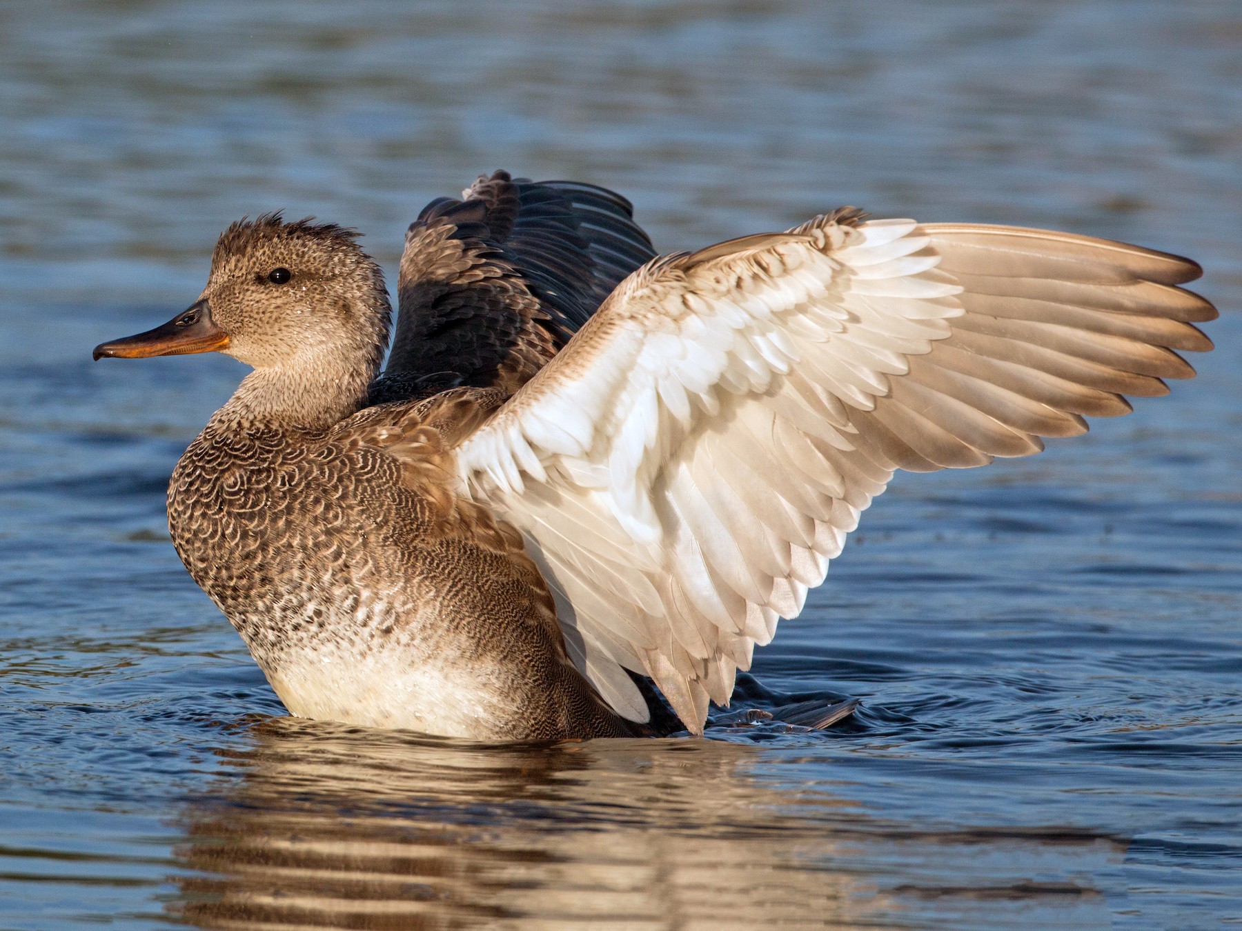 Gadwall - eBird