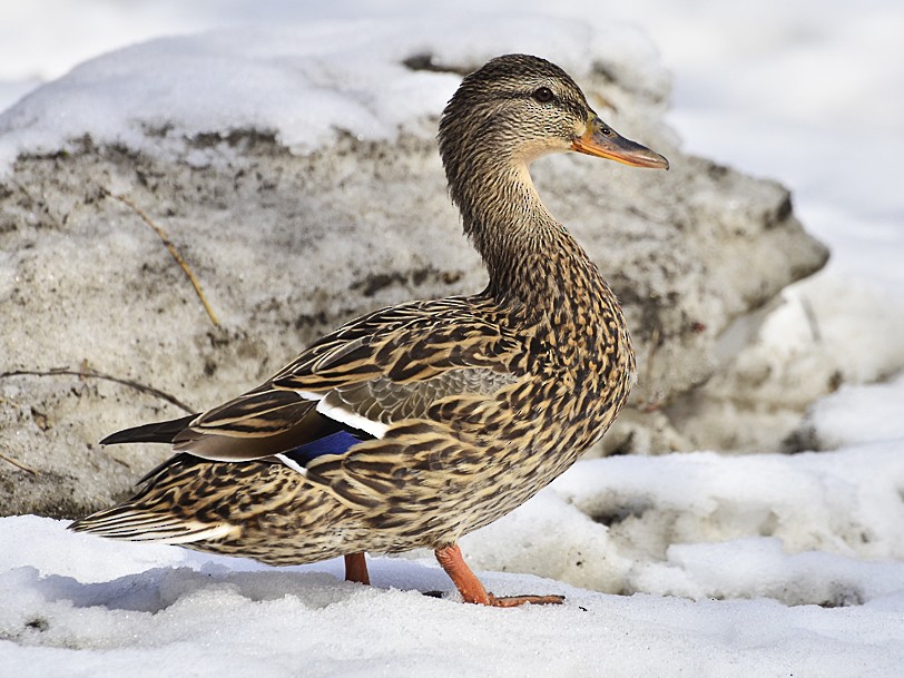 Mallard - eBird