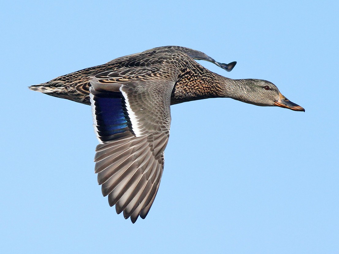 Mallard - eBird