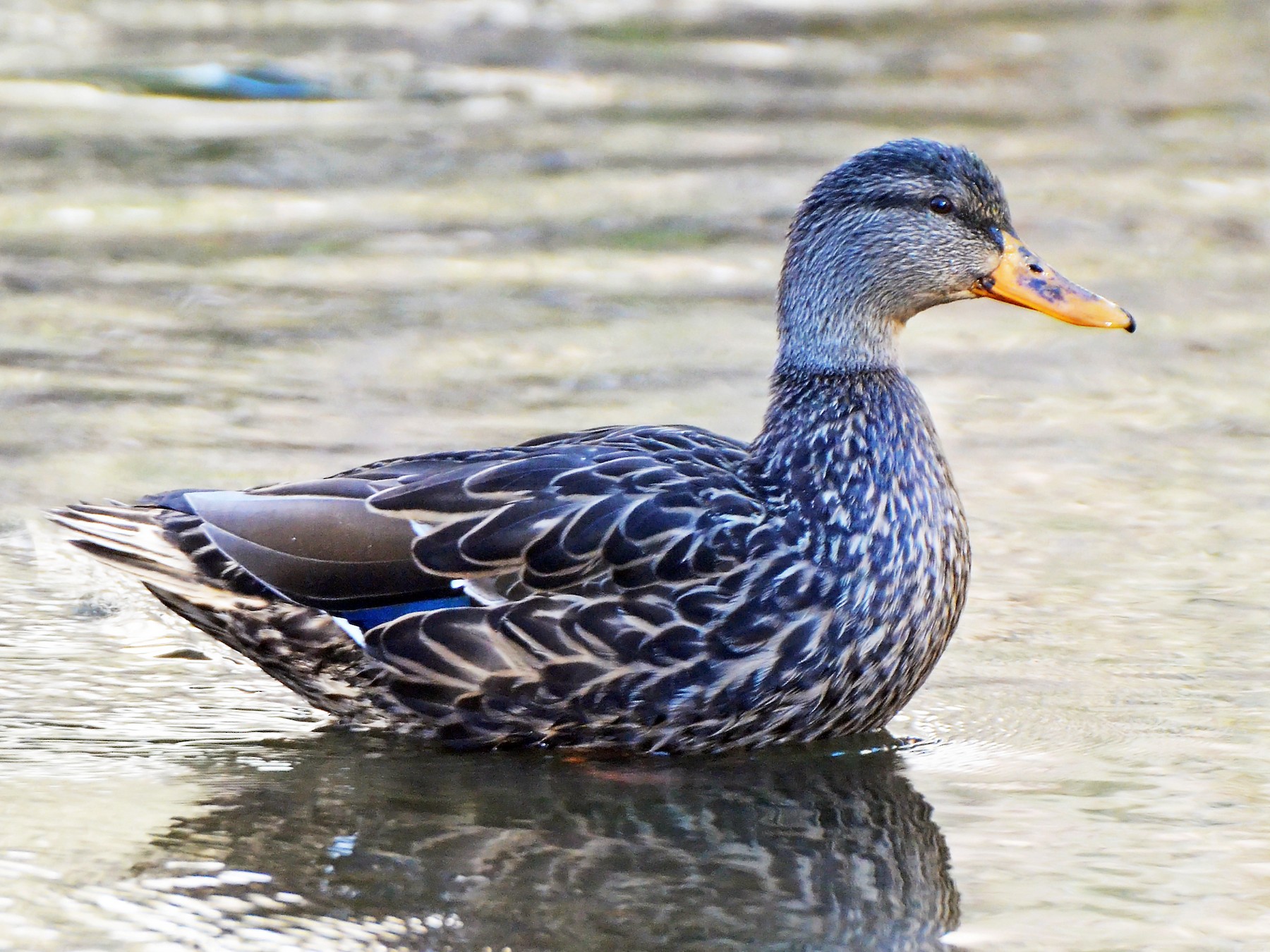 Mottled Drake Duck