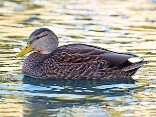 Pato de Collar/Mexicano - eBird
