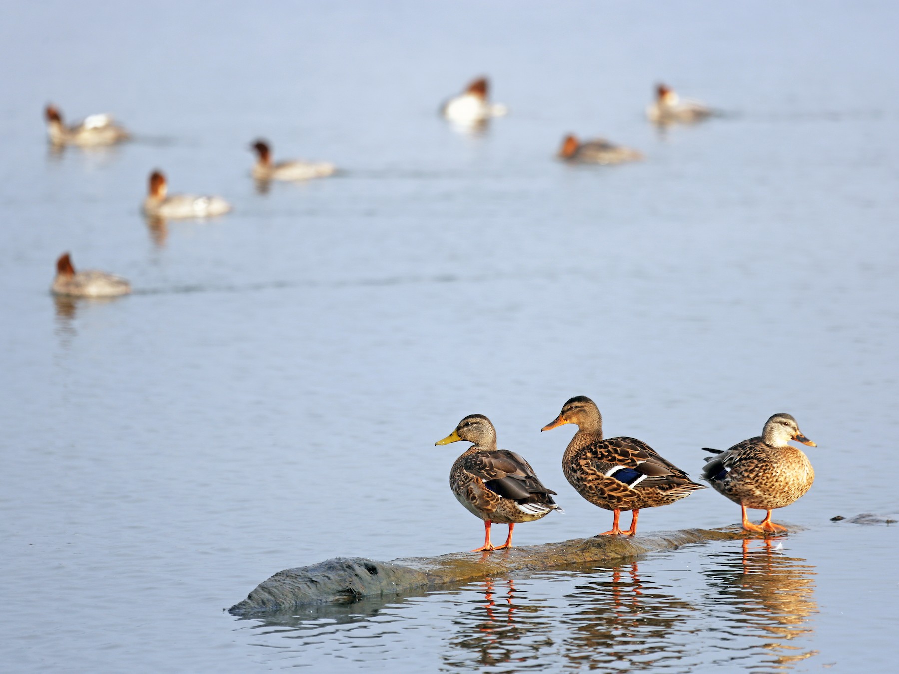 Mallard/Mexican Duck - eBird