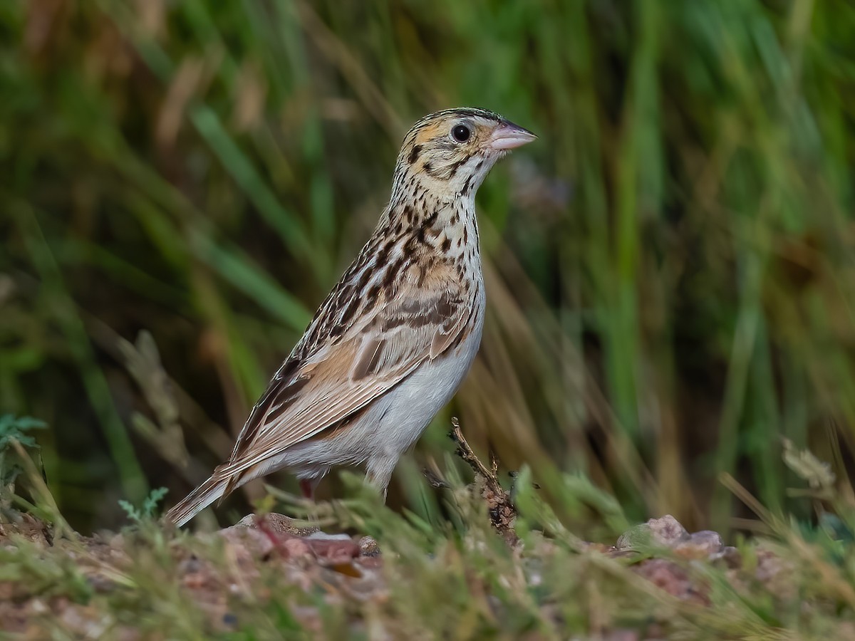 Baird's Sparrow - Centronyx bairdii - Birds of the World