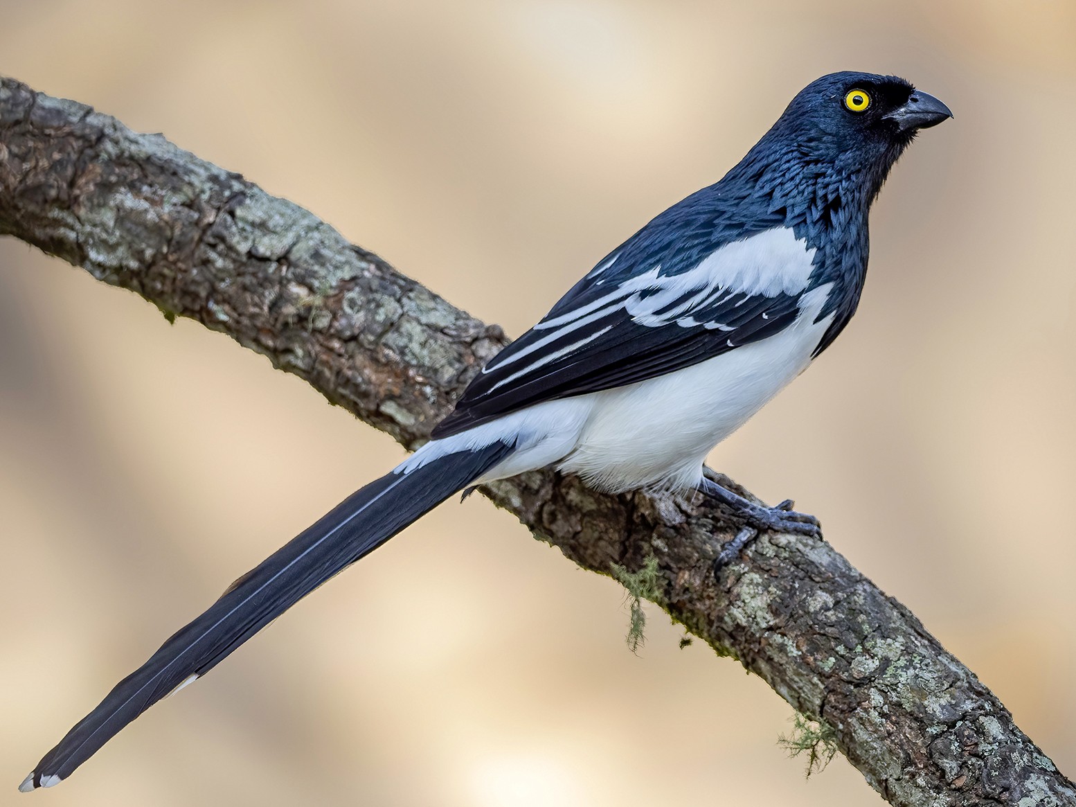 Magpie Tanager - eBird