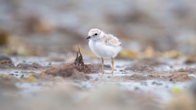 Life Cycle Of A Piping Plover